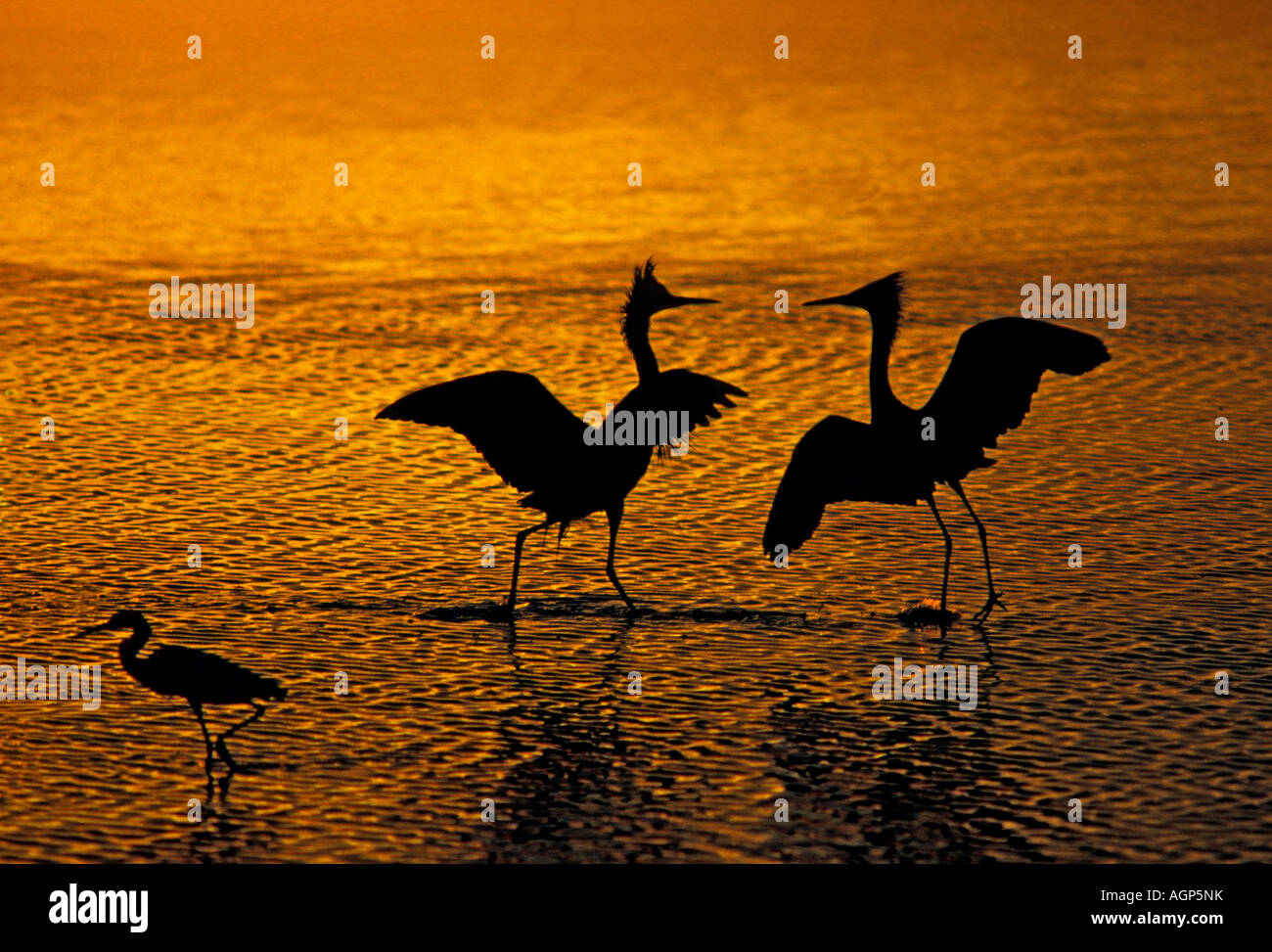 Silhouettes of reddish egrets conduct mating dance in gold-colored ...