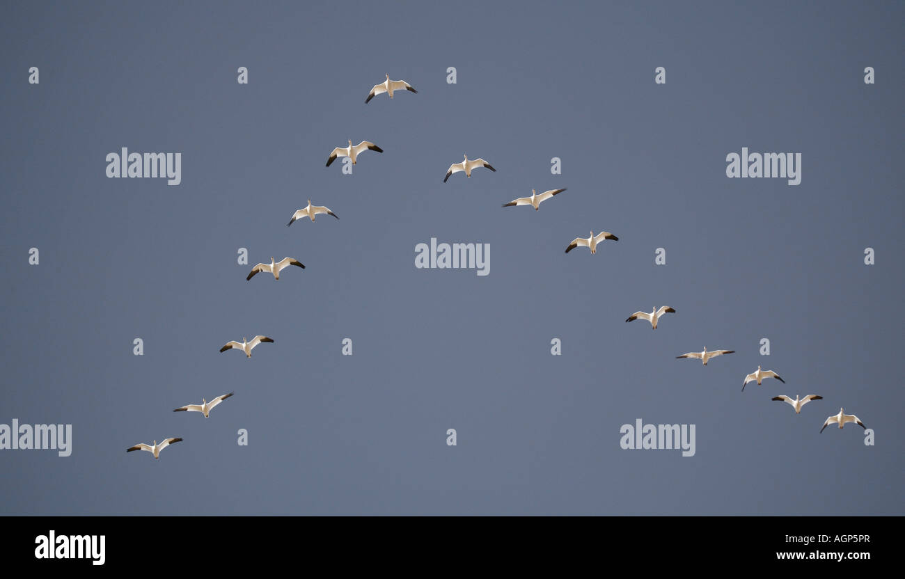 Flying geese in vee formation hi-res stock photography and images - Alamy