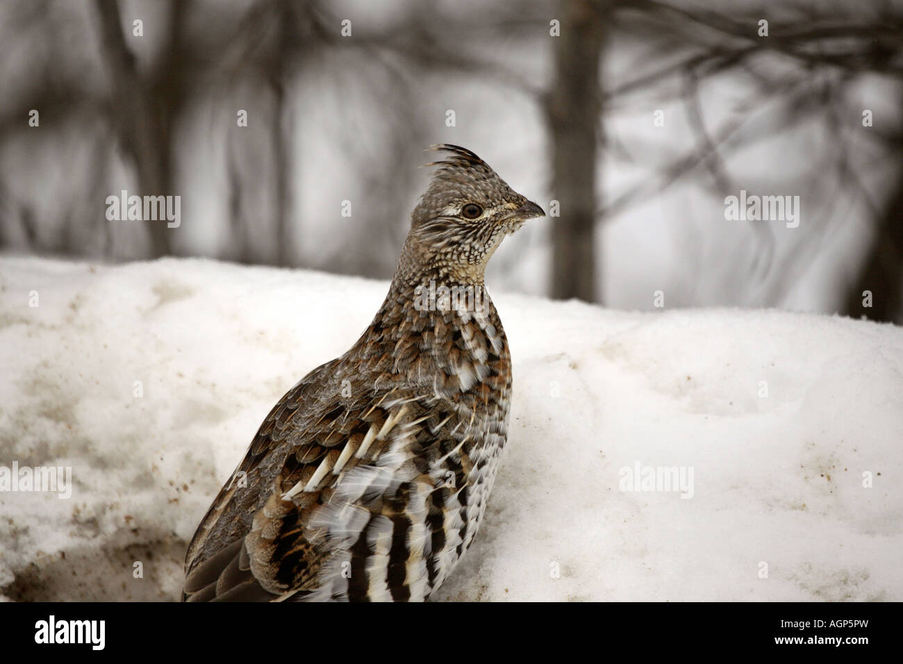 Grouse species hi-res stock photography and images - Alamy