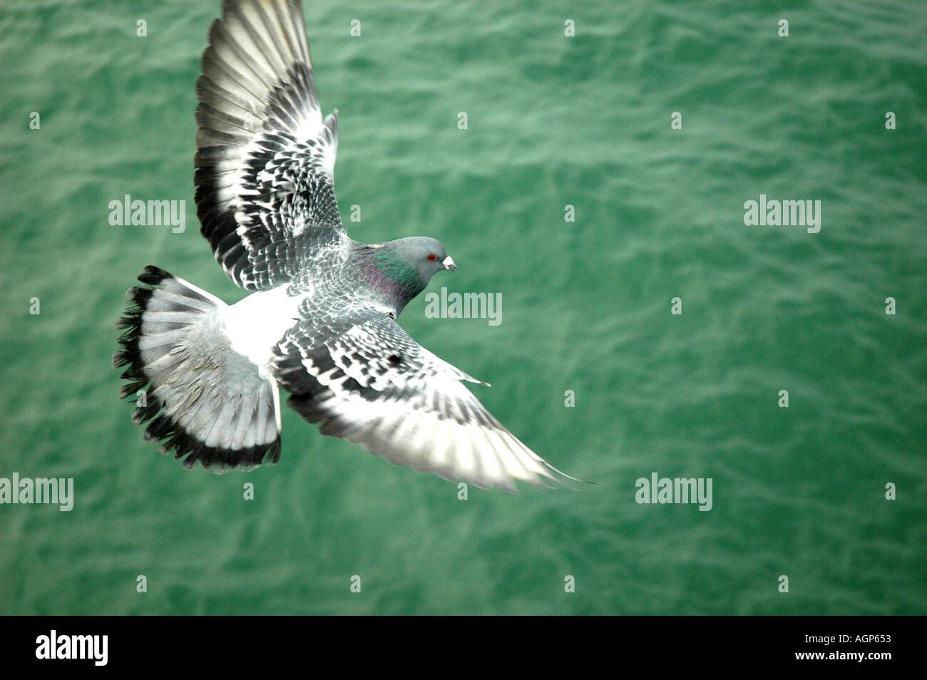 Pigeon in flight Stock Photo - Alamy
