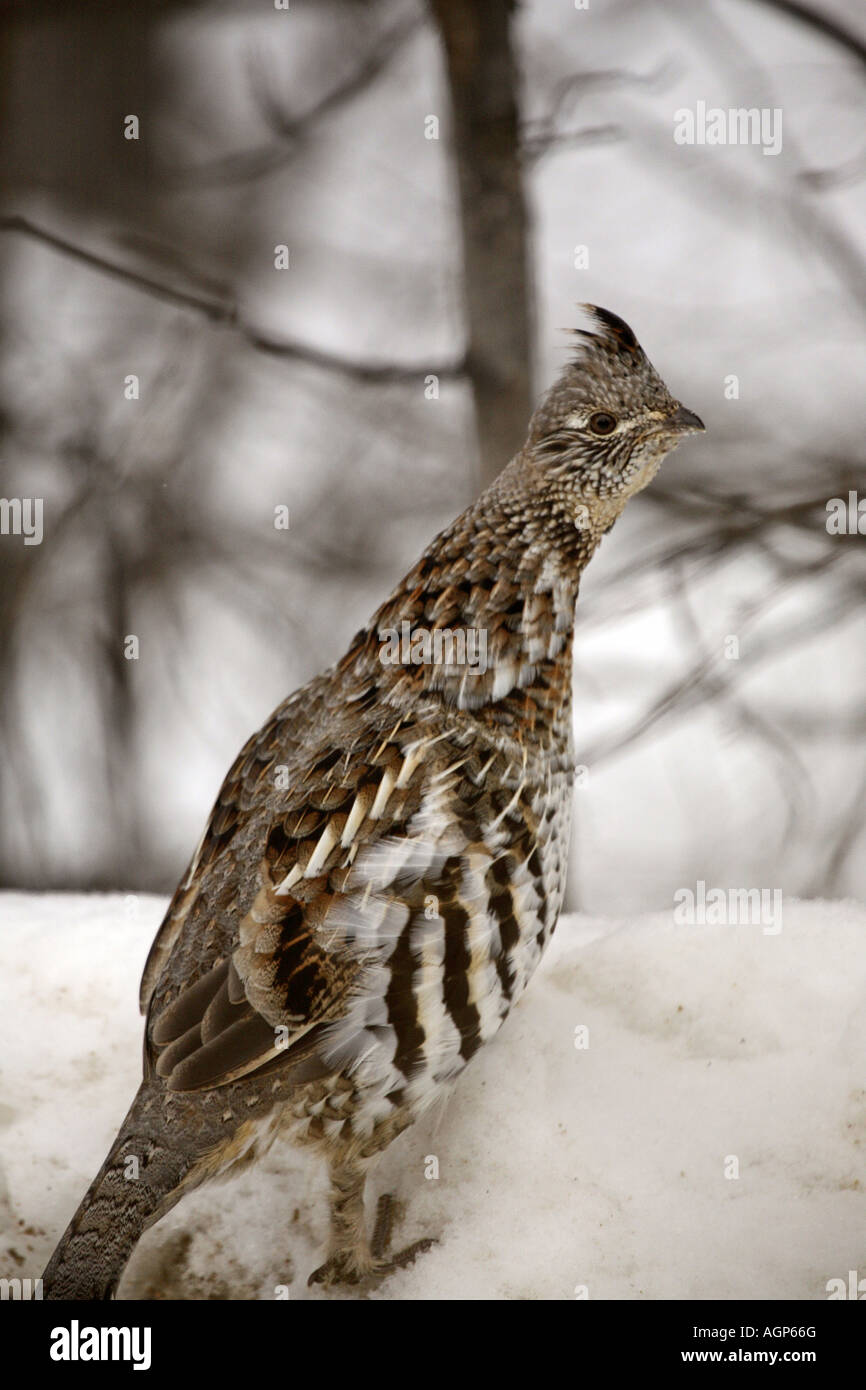 Ruffed bird hi-res stock photography and images - Alamy