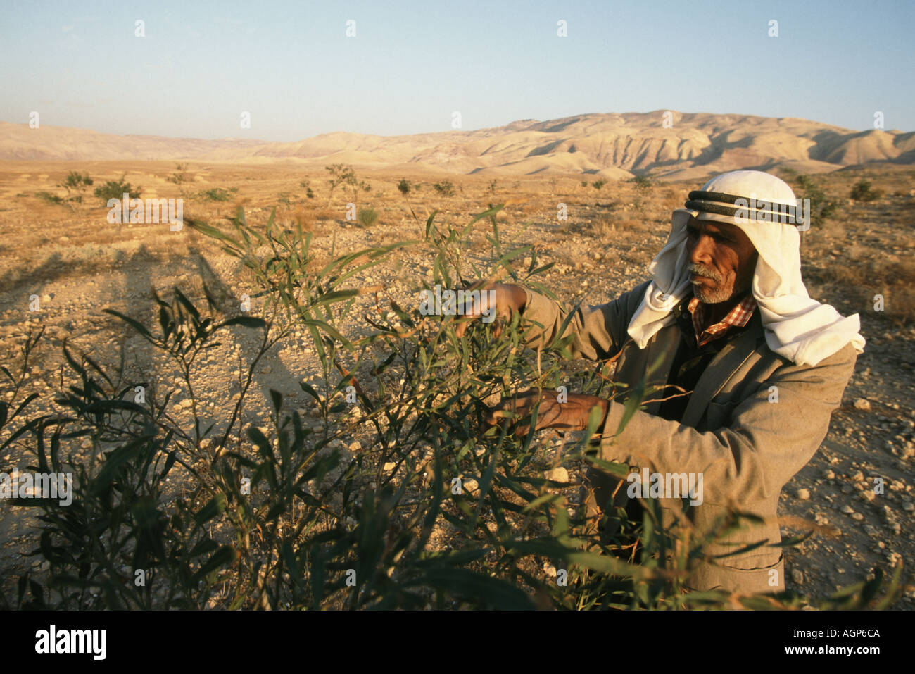 Jordanian farmer tending olive tree in Jordan Valley Stock Photo - Alamy