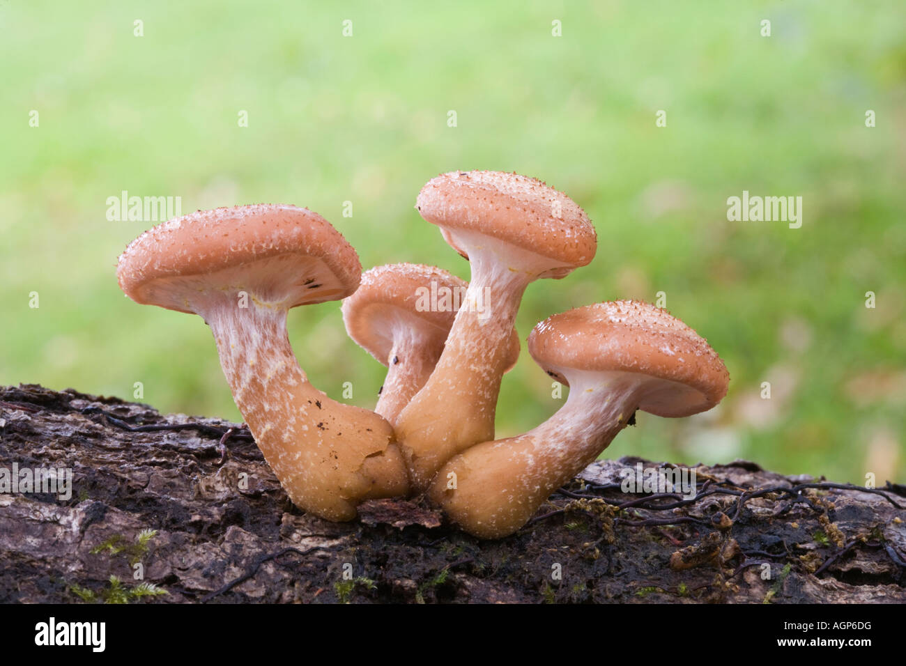Small group of fungi growing on horizontal tree branch Stock Photo - Alamy