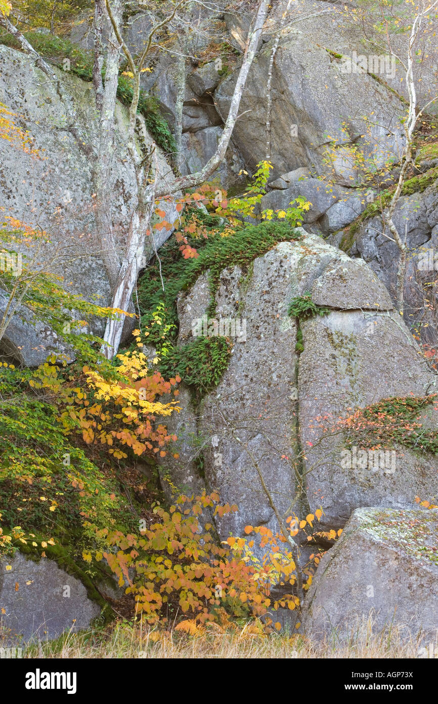 Ferns growing in cliff hi-res stock photography and images - Alamy