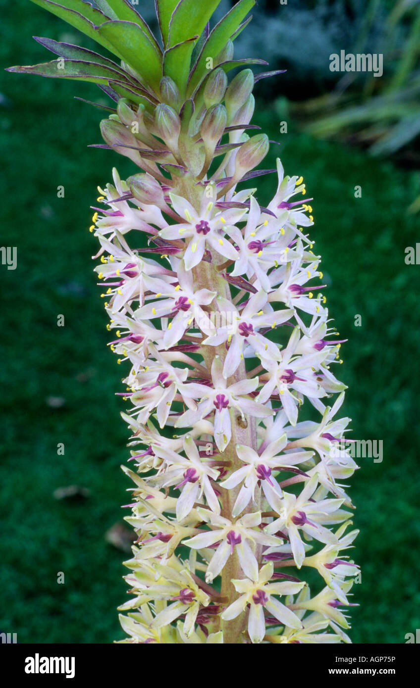 Eucomis comosa syn Eucomis punctata Stock Photo - Alamy
