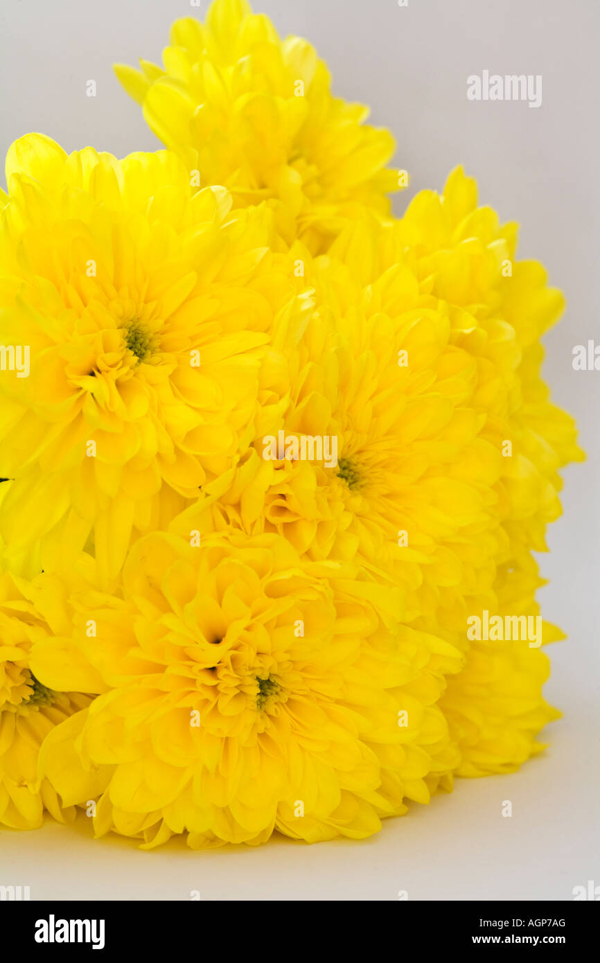 Bunch of yellow chrysanthemum flowers laying on a white background ...