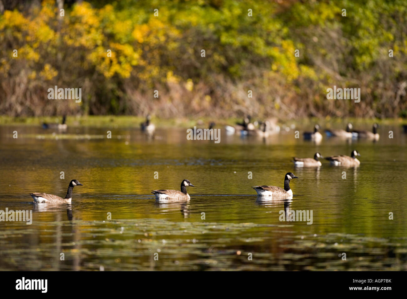 Massachusetts birds hi-res stock photography and images - Alamy