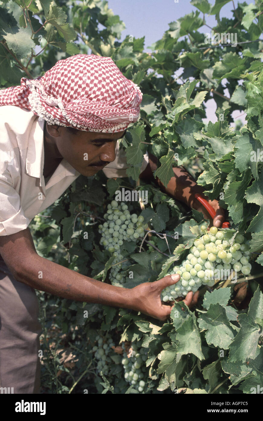 Egyptian farm worker checking grapes on vine in Jordan Valley Stock Photo - Alamy