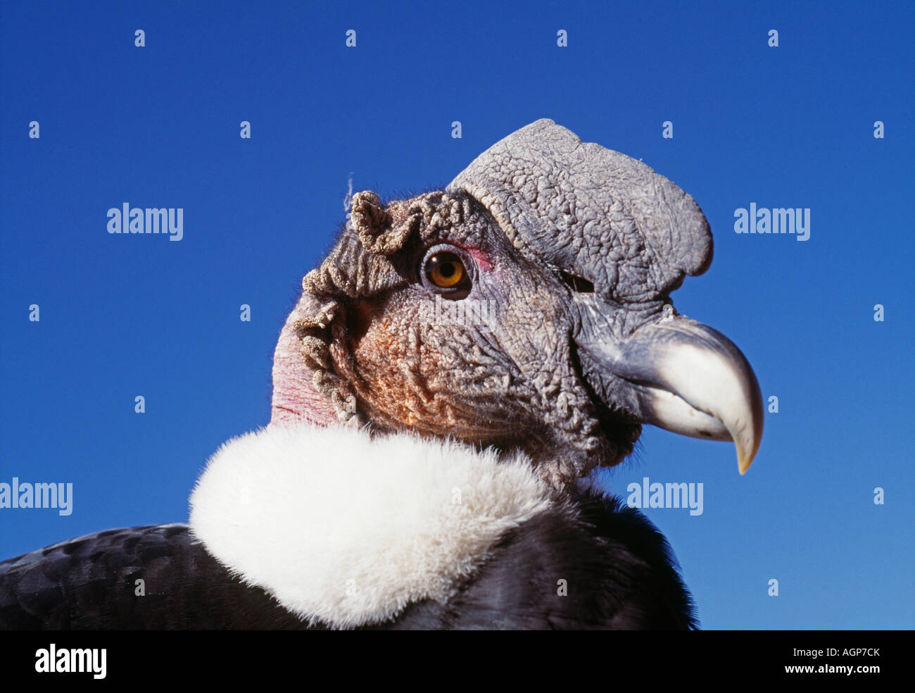 Peru Colca canyon, Condor Stock Photo - Alamy