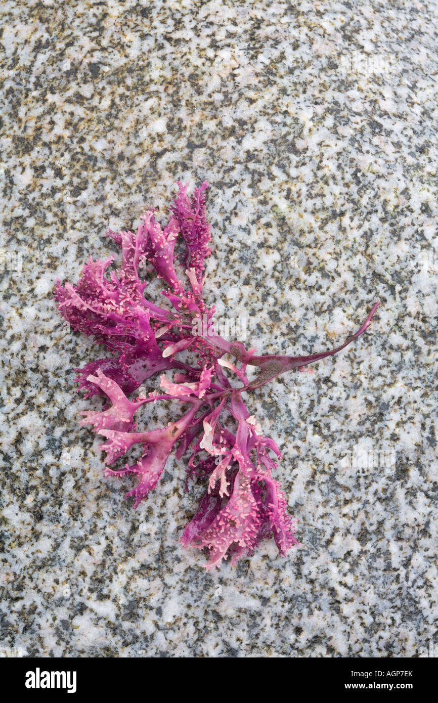 Agar agar seaweed hi-res stock photography and images - Alamy