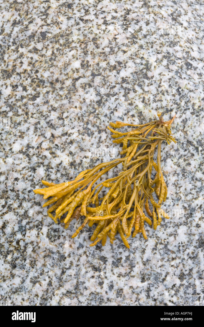 Channel wrack seaweed washed onto grey rock Stock Photo - Alamy