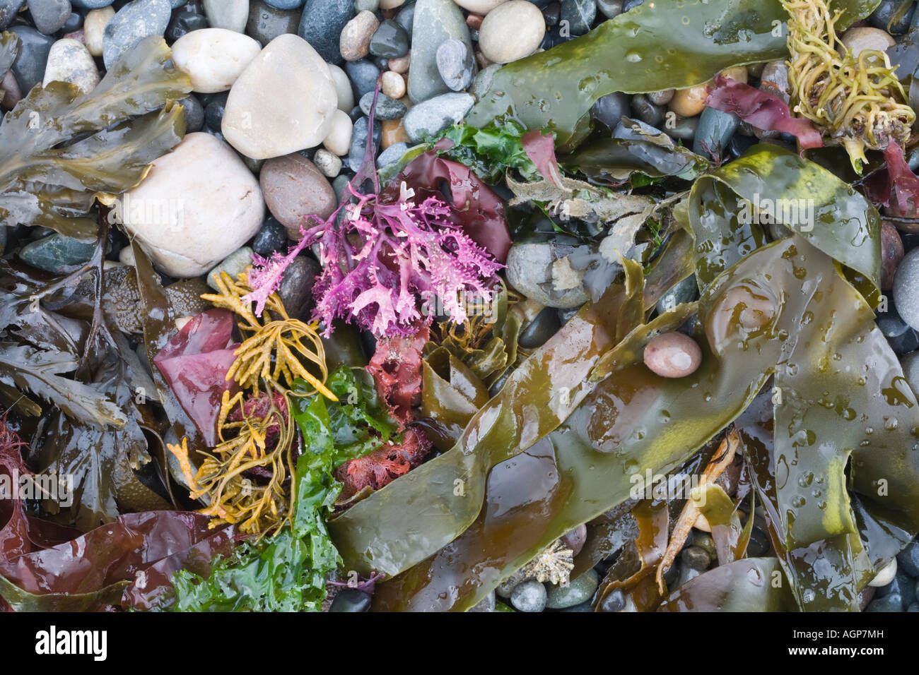 Selection of various seaweed types washed up onto rocky shore after ...