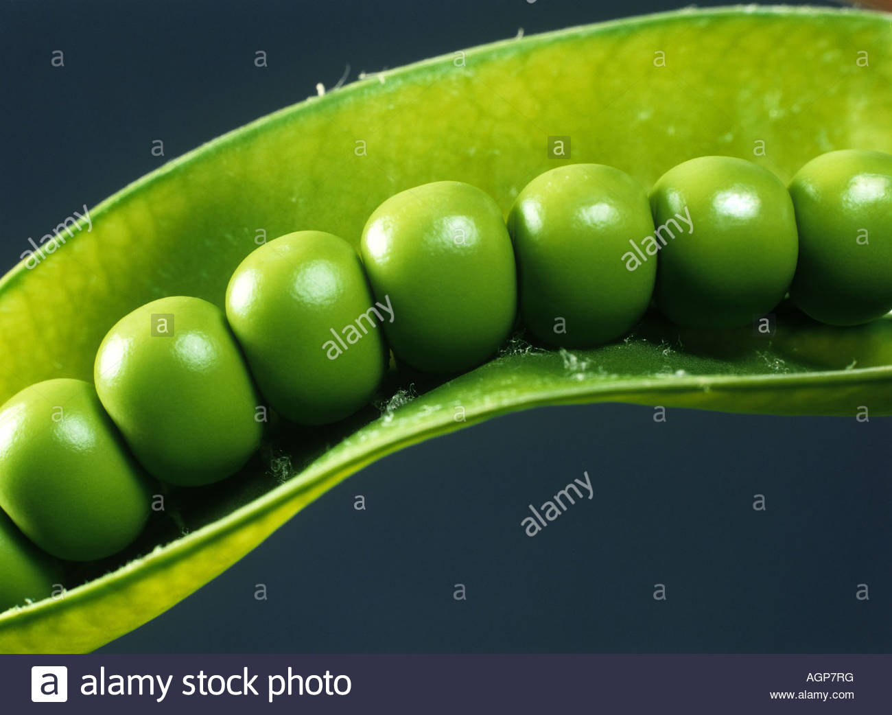 Legum Stock Photos & Legum Stock Images - Alamy
