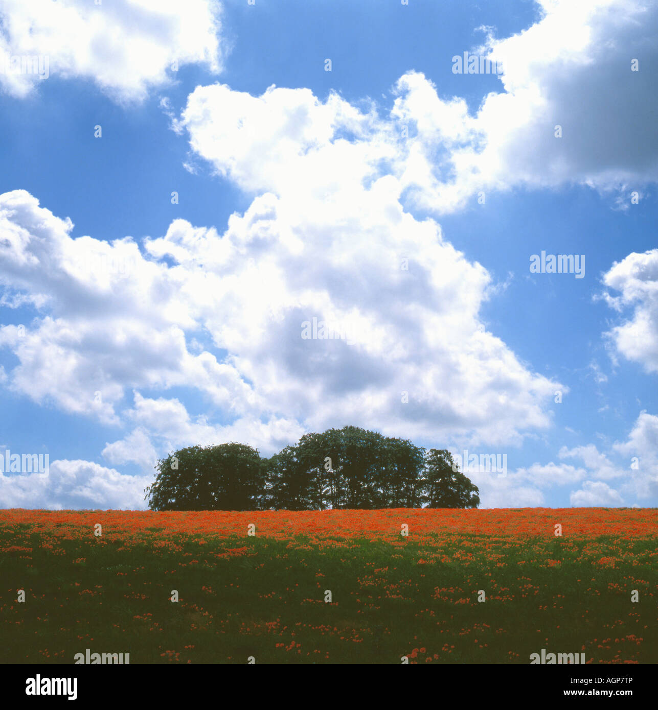 Poppy field wiltshire england hi-res stock photography and images - Alamy