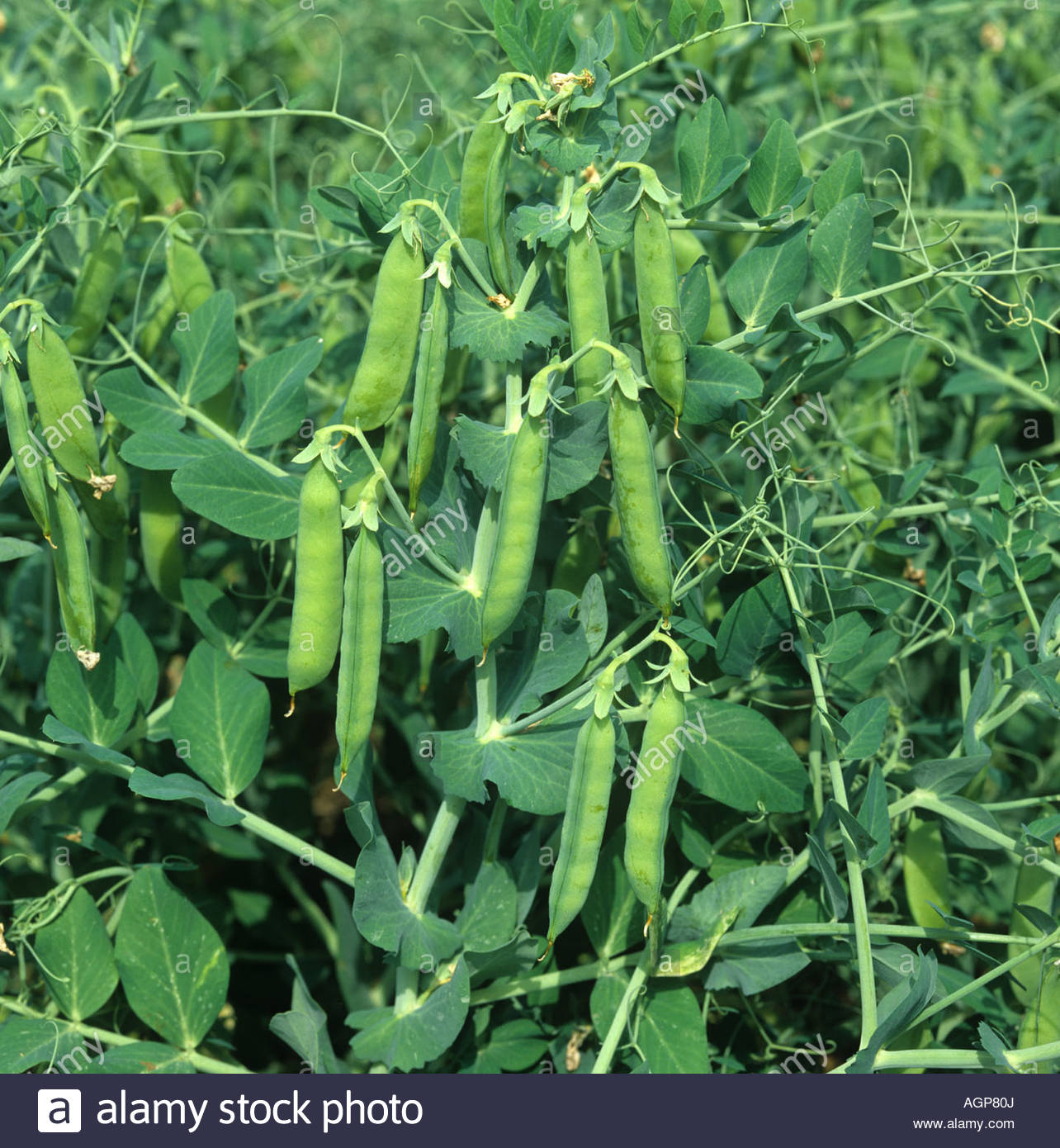 Marrowfat Peas Stock Photos & Marrowfat Peas Stock Images - Alamy