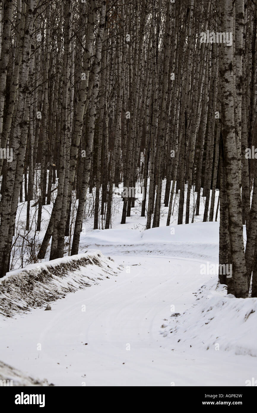 Snow covered trail in winter Stock Photo - Alamy