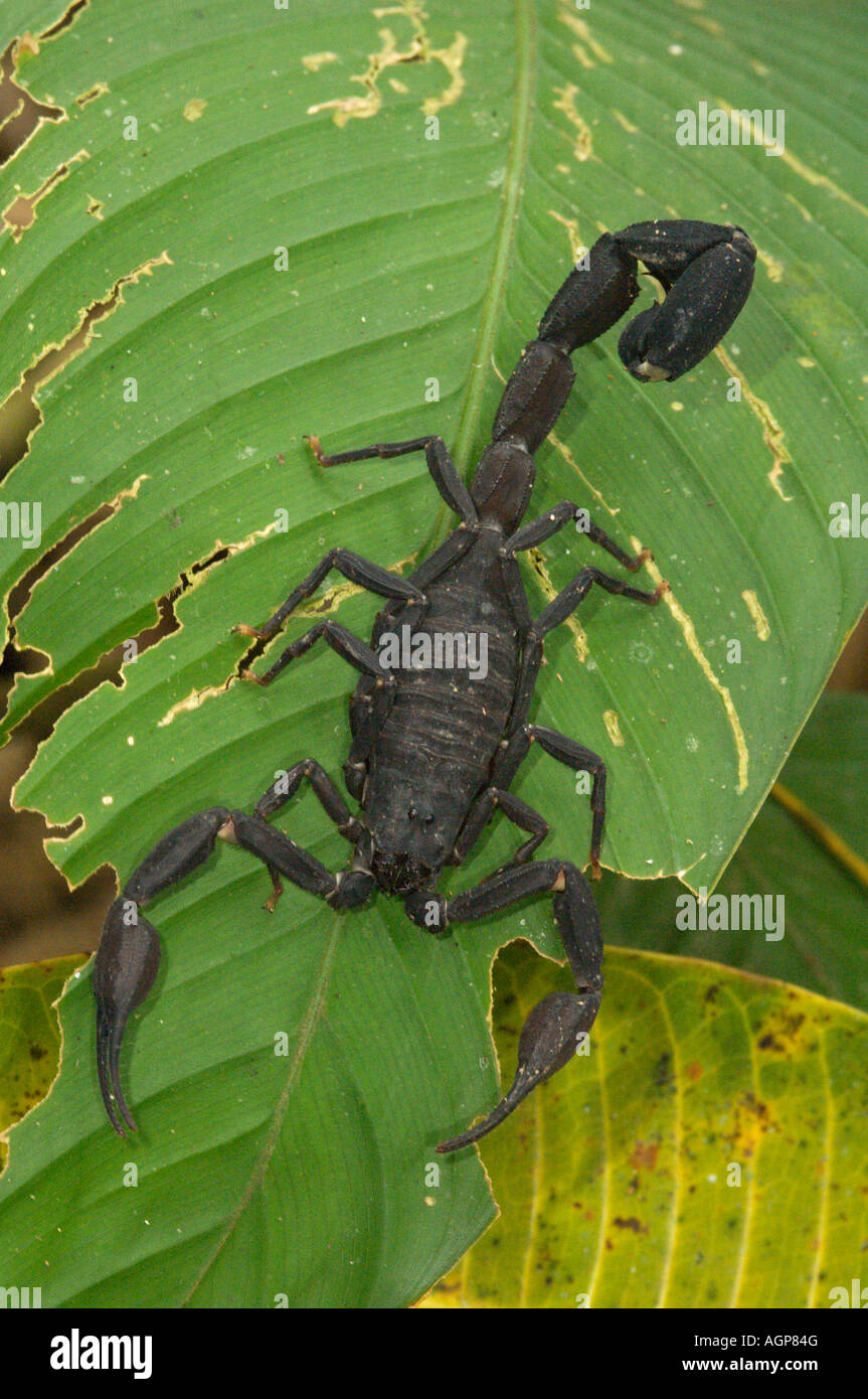 Amazon Scorpion High Resolution Stock Photography and Images - Alamy