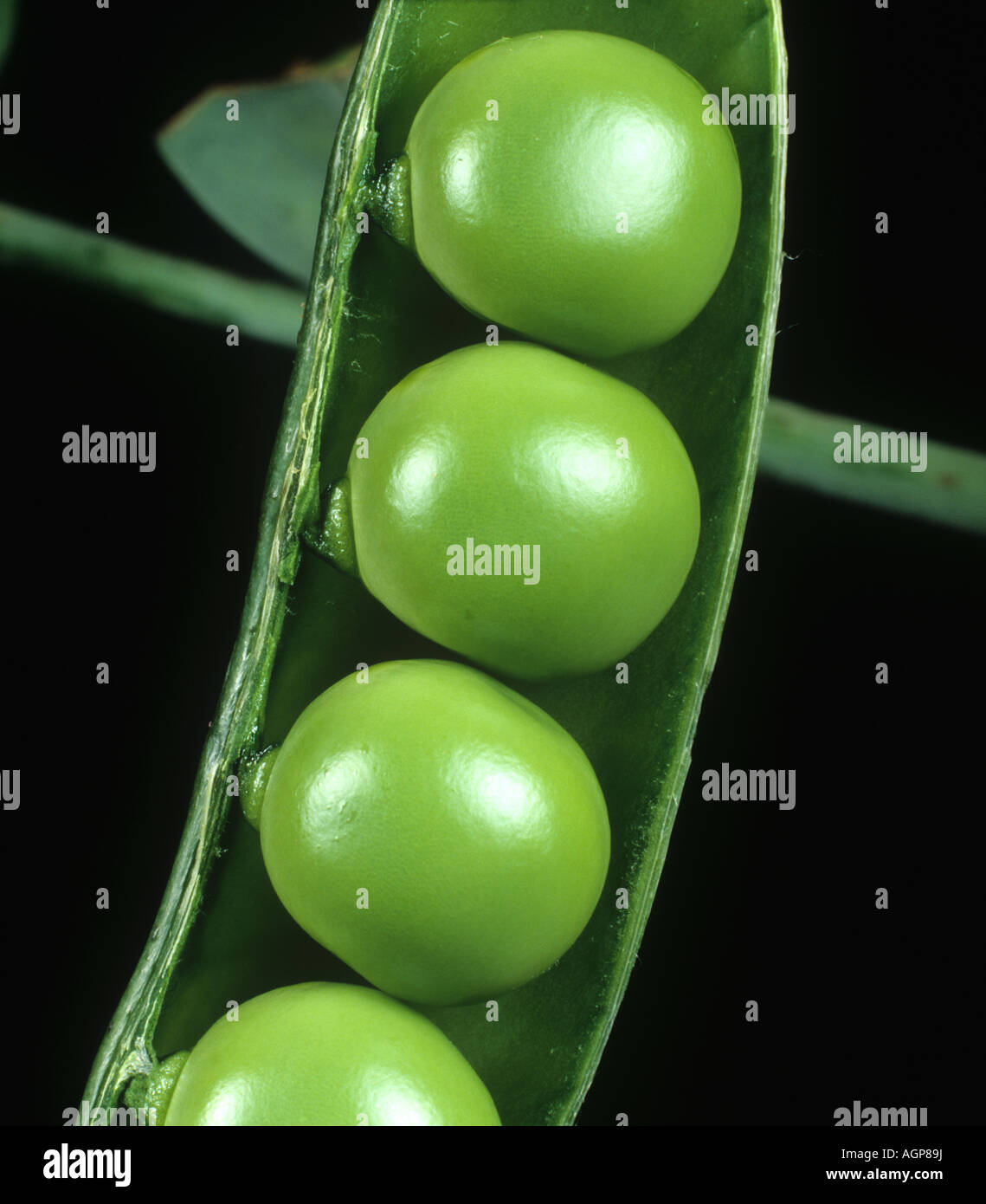 Shell peas hi-res stock photography and images - Alamy