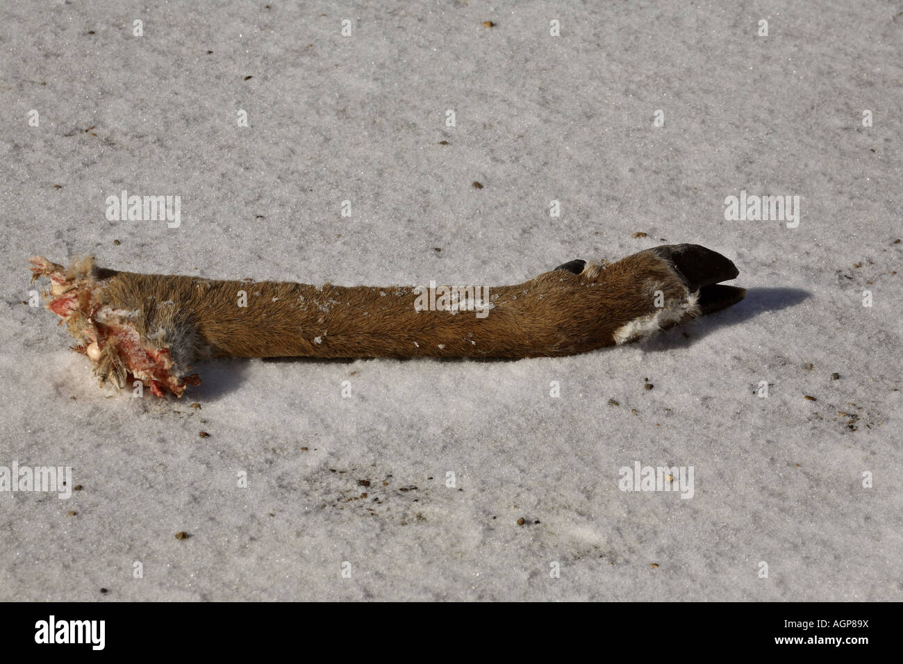 Dismembered deer leg on logging road Stock Photo - Alamy