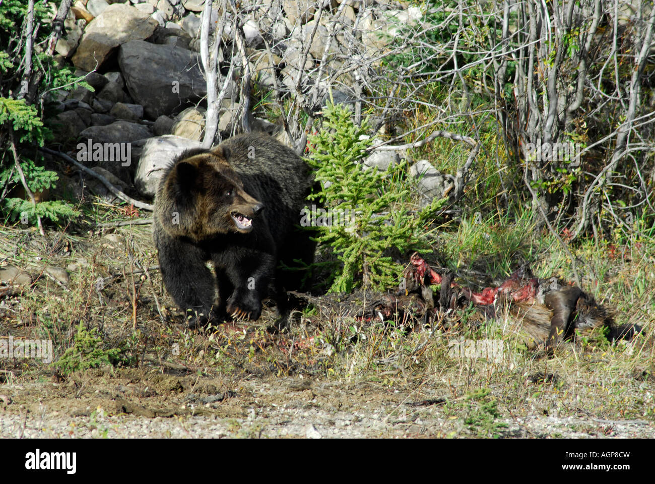 Grizzly bear eating a roadkill moose in British Columbia Stock Photo ...