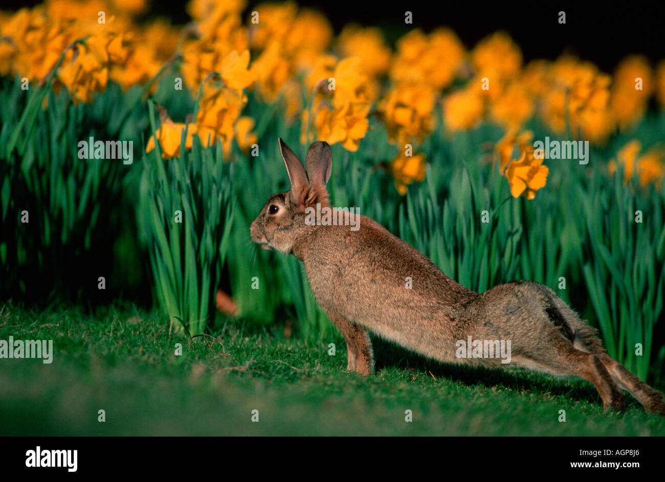 Rabbit stretching hi-res stock photography and images - Alamy