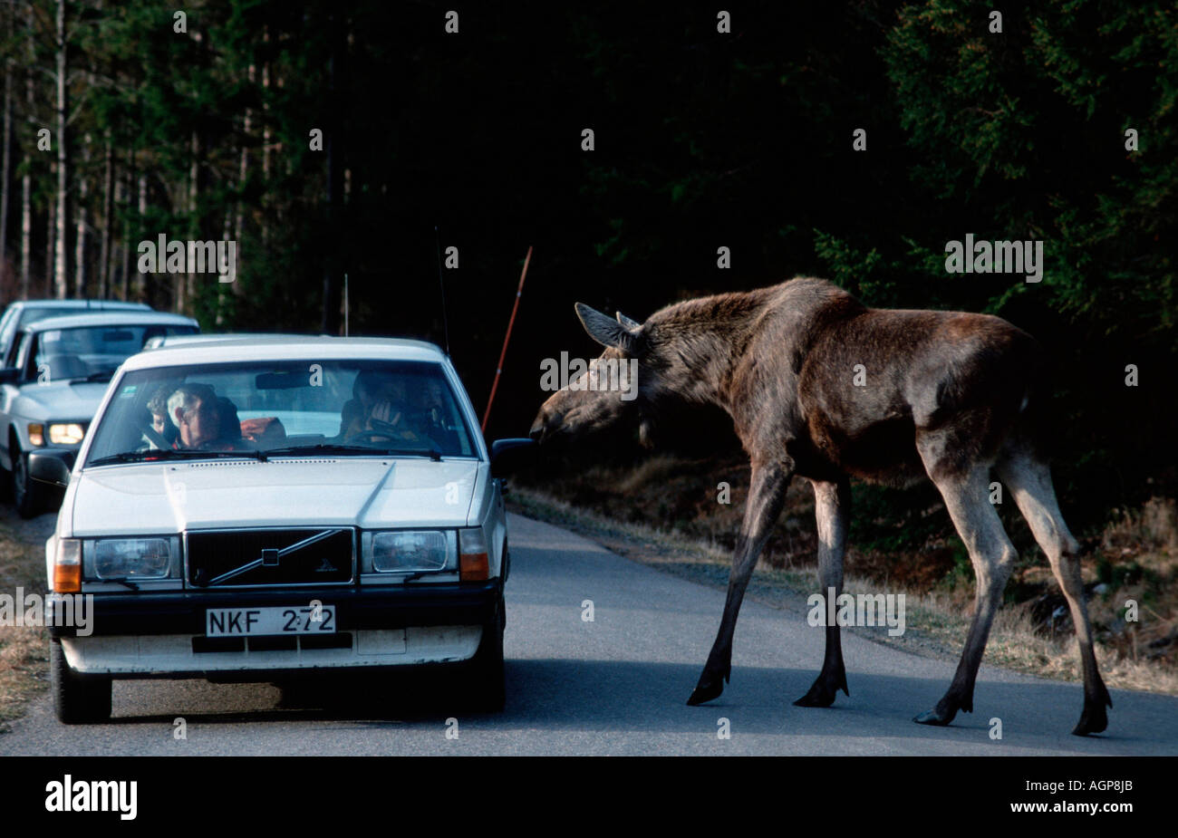 Halleberg sweden hi-res stock photography and images - Alamy