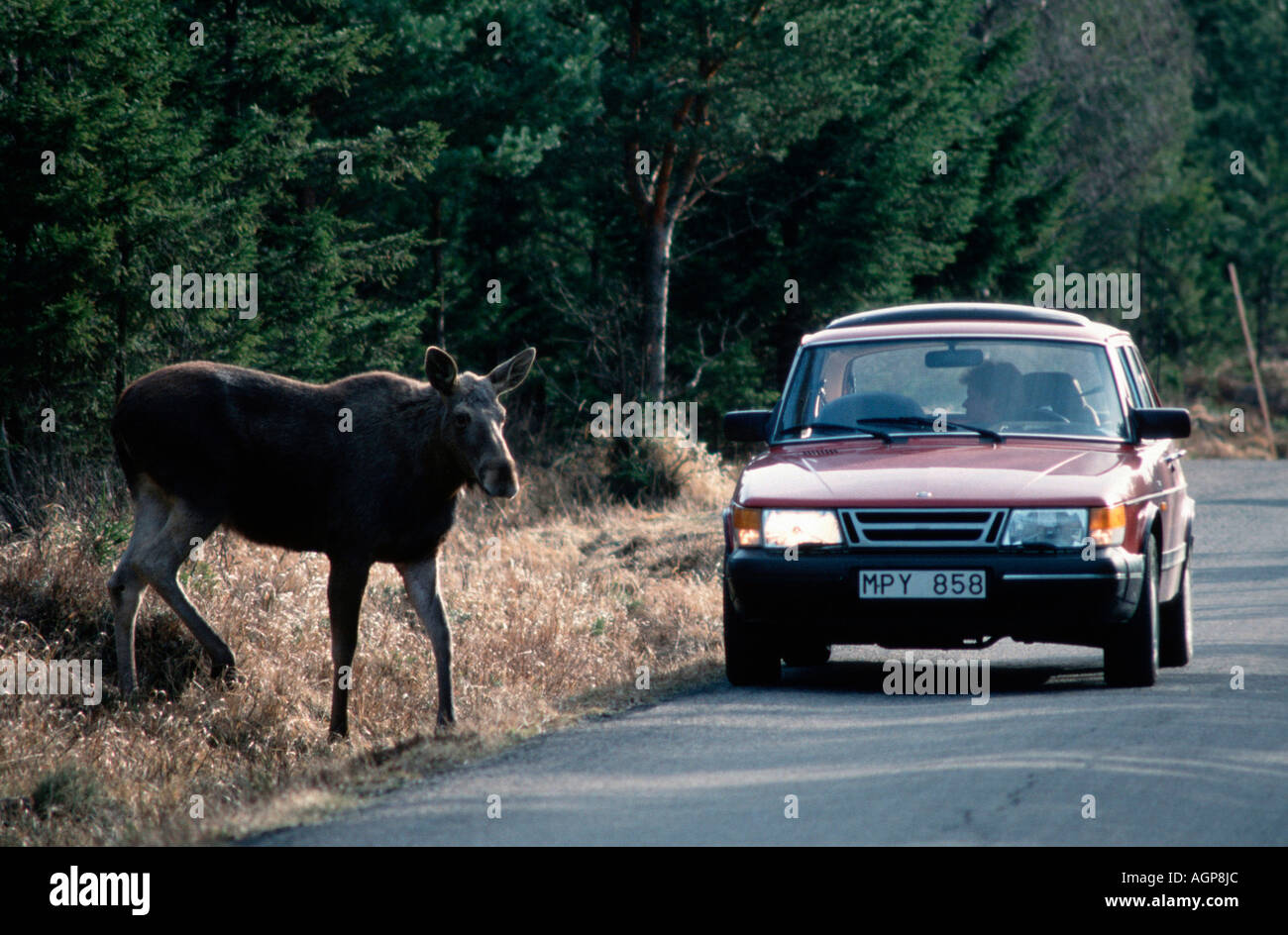 Human with moose hi-res stock photography and images - Alamy