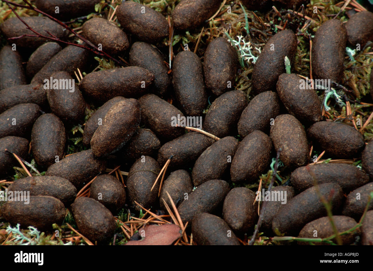 Halleberg sweden hi-res stock photography and images - Alamy