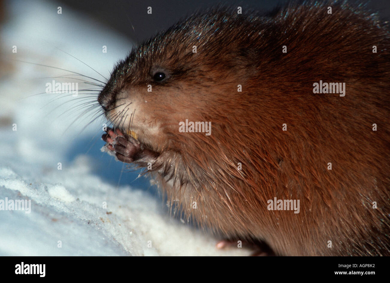 Muskrat snow hi-res stock photography and images - Alamy