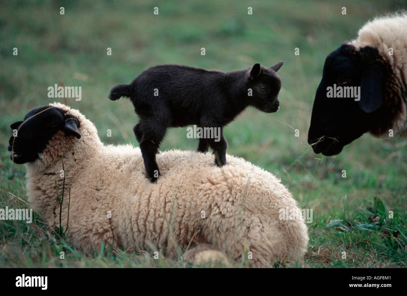 Domestic Goat and Sheep Stock Photo - Alamy