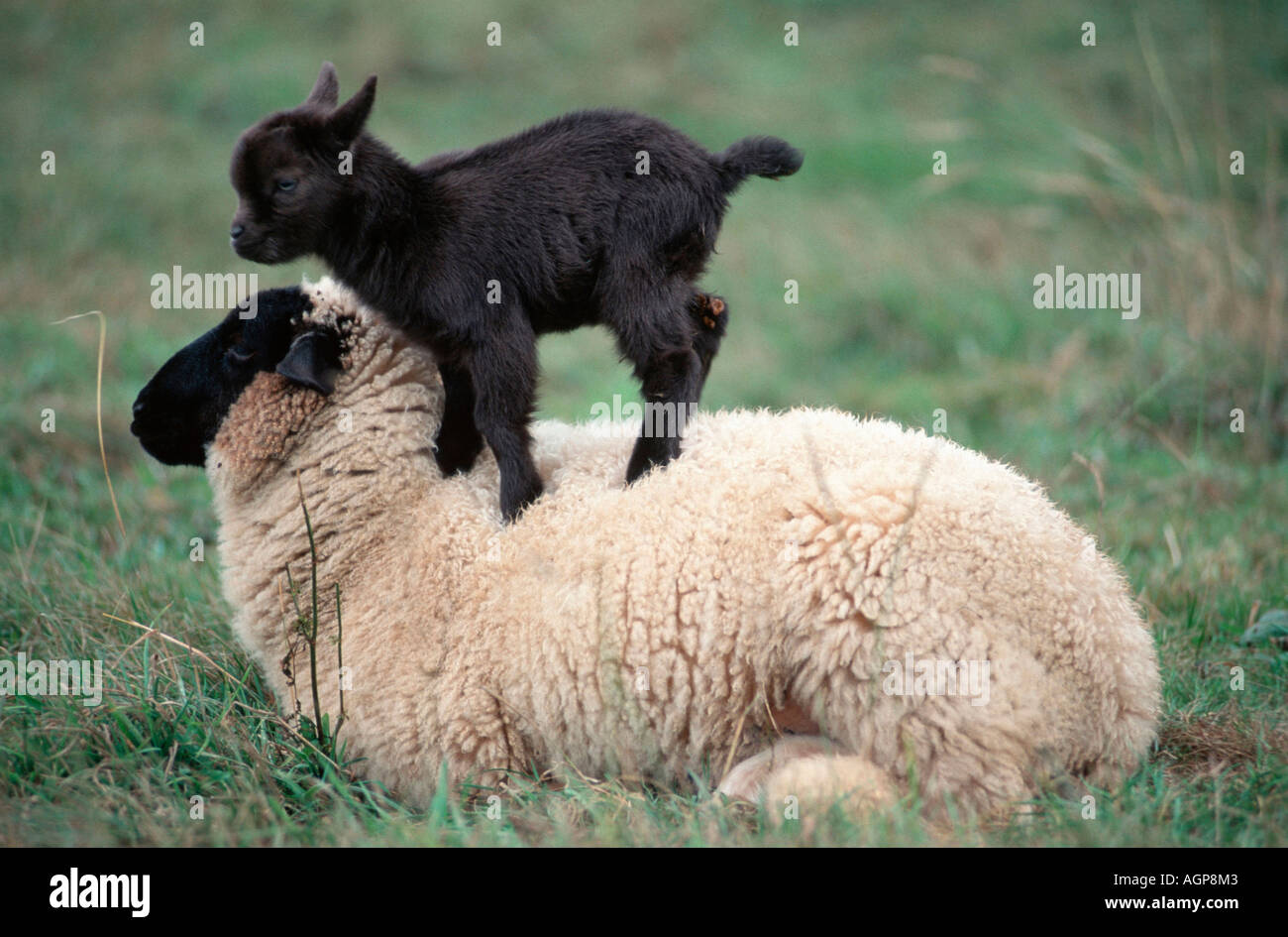Domestic Goat and Sheep Stock Photo - Alamy