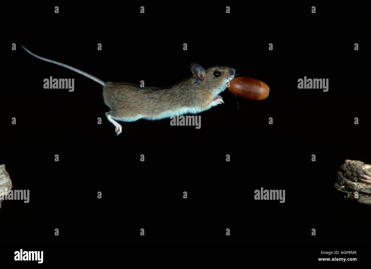 Georgia Jumping Mouse