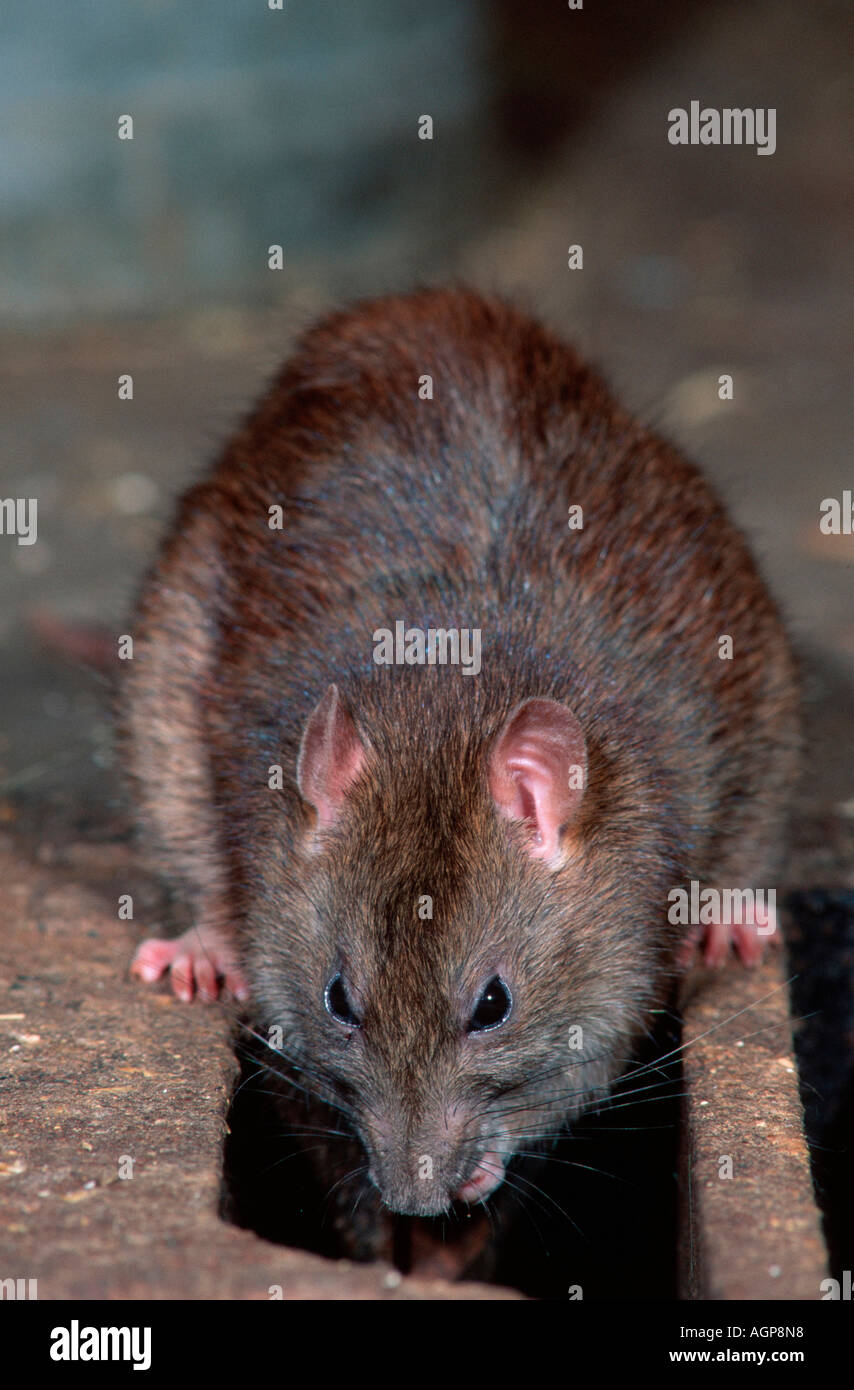 Rat drinking hi-res stock photography and images - Alamy
