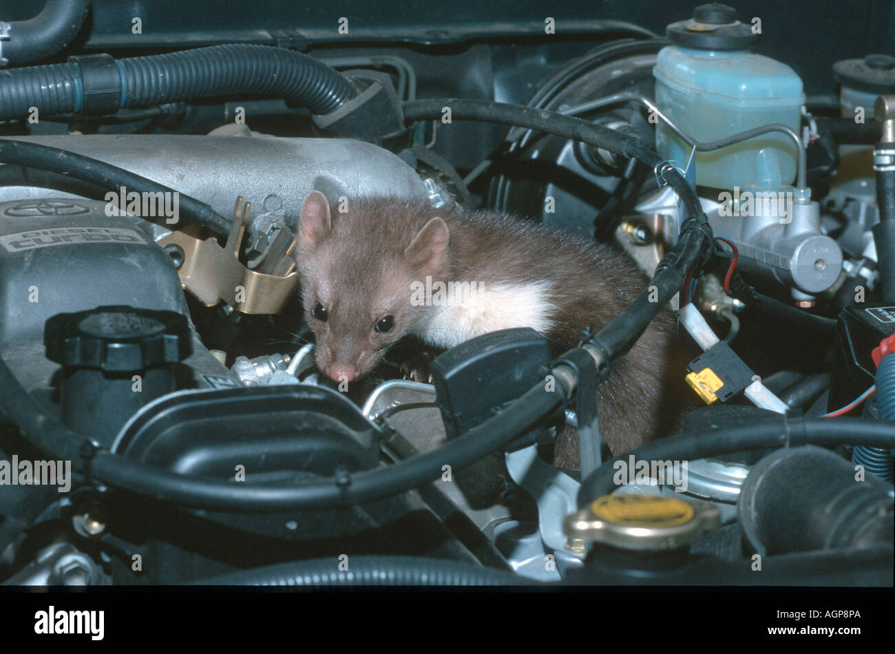 Car Marten Stock Photos & Car Marten Stock Images - Alamy