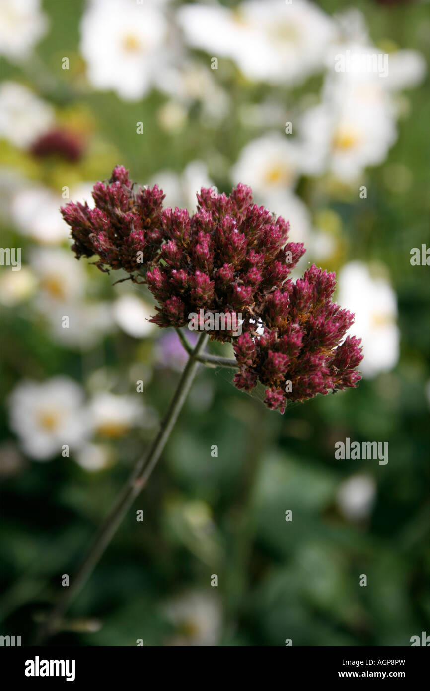 Red Flowers in a Surrey Garden Border Stock Photo - Alamy