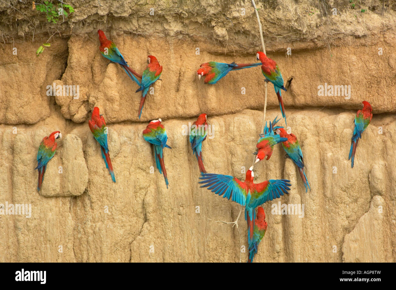 Peru, Amazon River Basin, Madre de Dios province, Red and green macaws ...