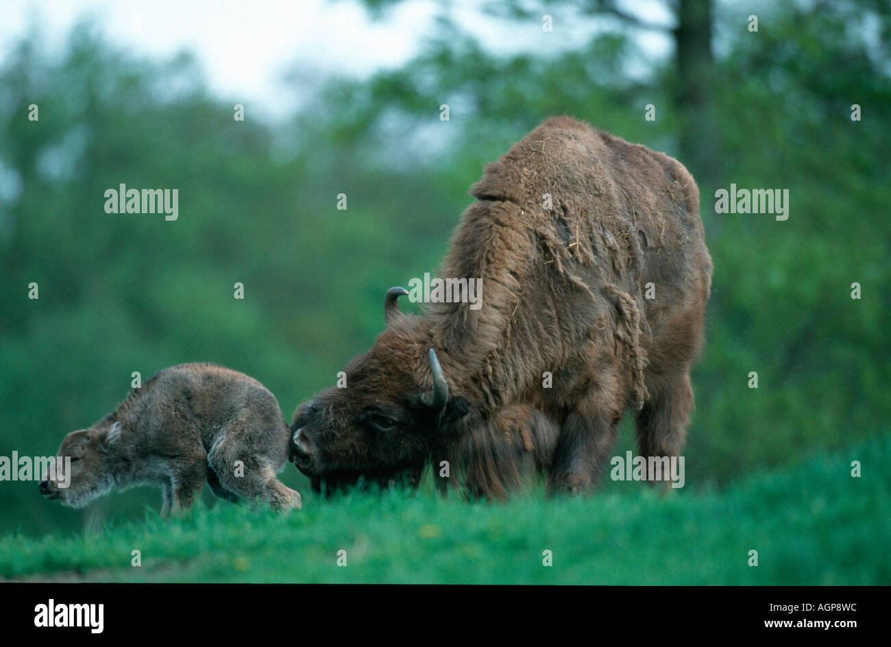 Young female european bison hi-res stock photography and images - Alamy
