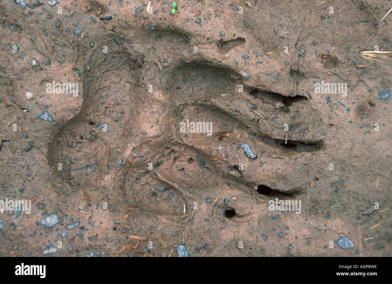 Badger's foot print Stock Photo - Alamy