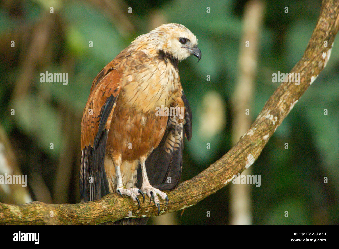 Peru, Amazon River Basin, Madre de Dios province, Close-up of black ...