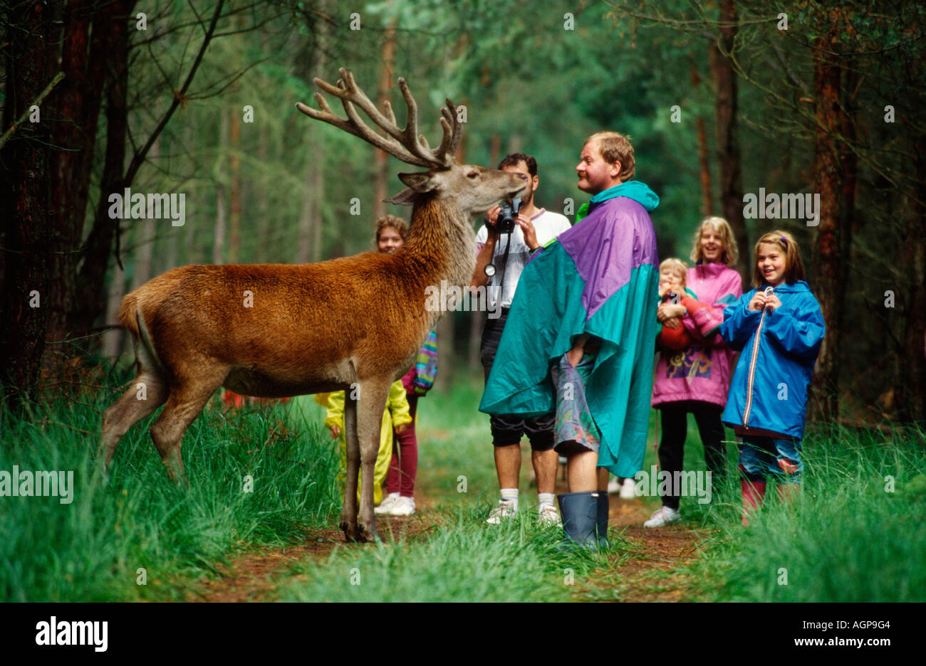 People and Red Deer Stock Photo - Alamy