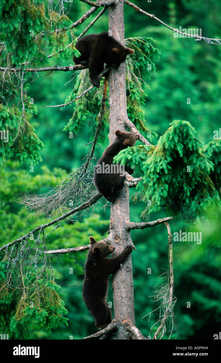 European Brown Bear Stock Photo - Alamy