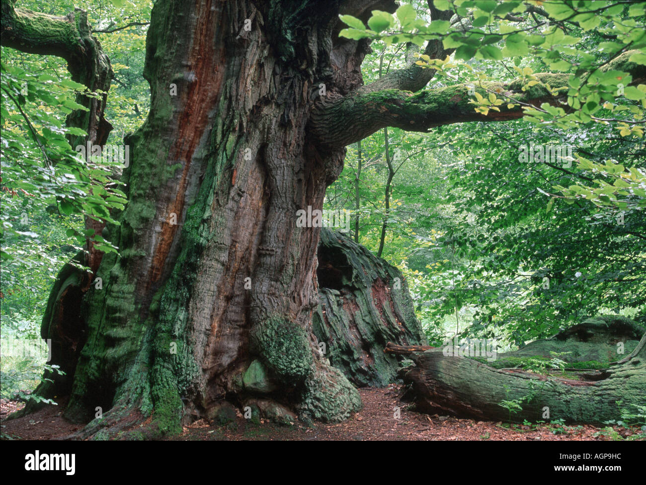 Alte Eiche High Resolution Stock Photography and Images - Alamy