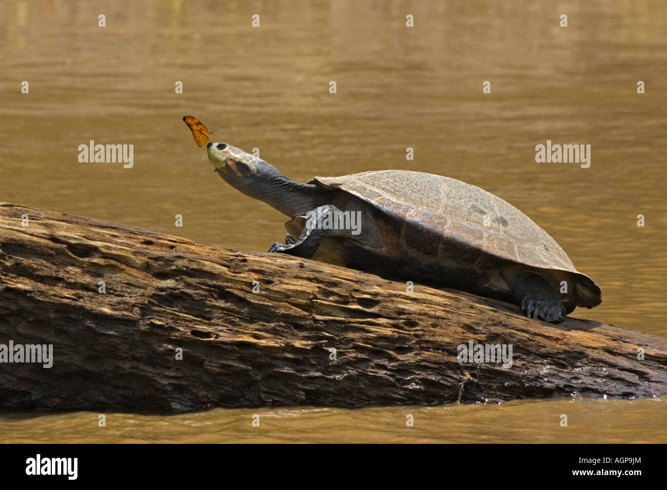 Peru, Amazon River Basin, Madre de Dios, Turtle atop rock with ...