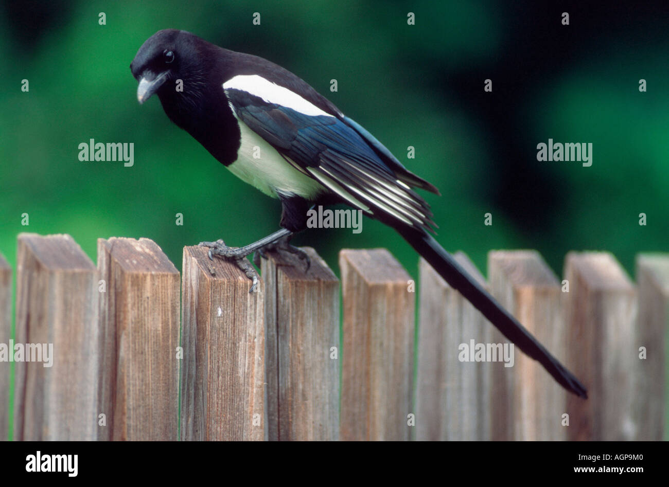 The magpie hi-res stock photography and images - Alamy