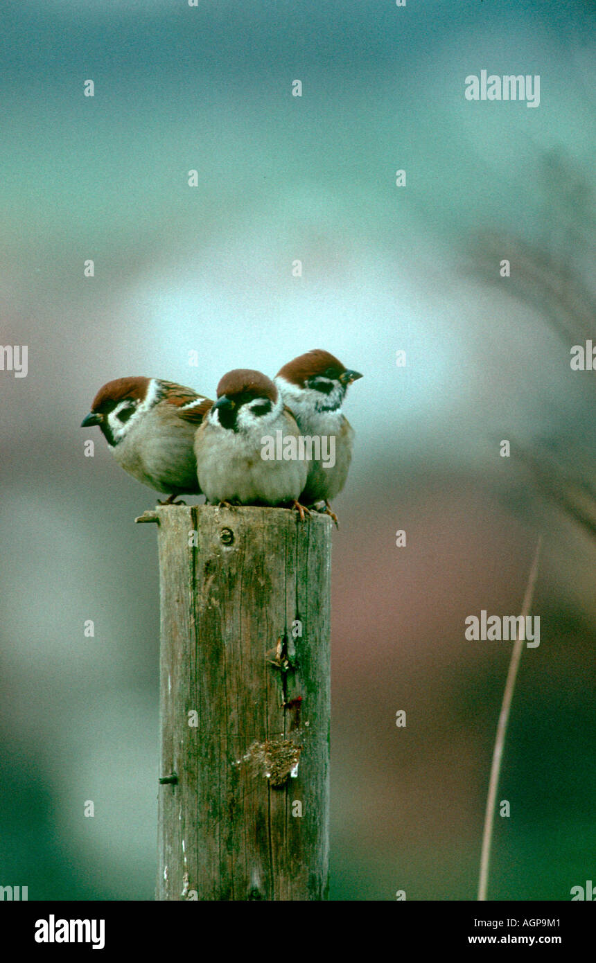 Tree sparrow three birds hi-res stock photography and images - Alamy
