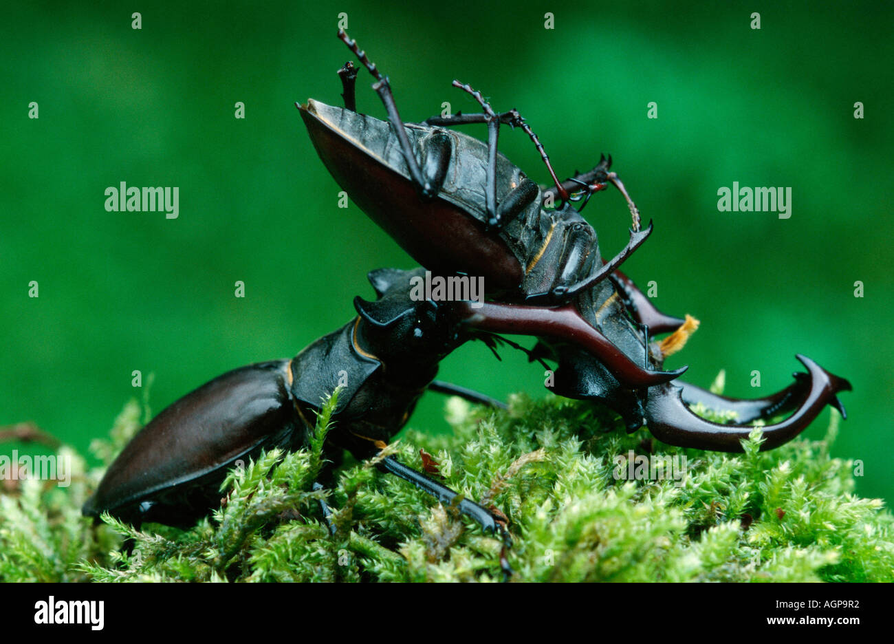 Stag beetles fighting hi-res stock photography and images - Alamy