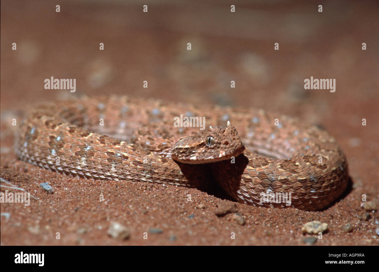 African horned viper cerastes cerastes hi-res stock photography and ...