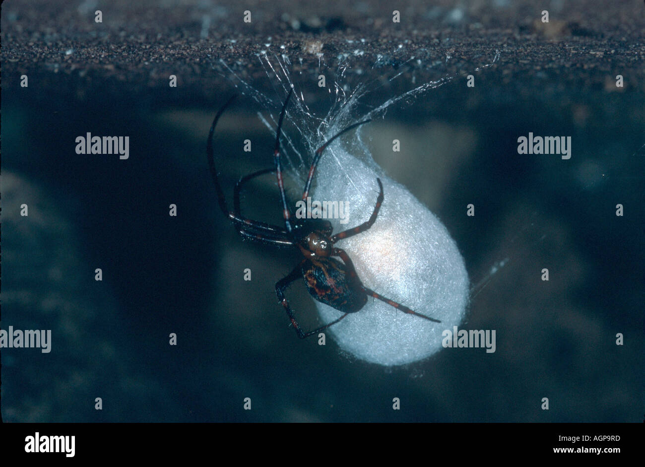 Meta menardi hi-res stock photography and images - Alamy