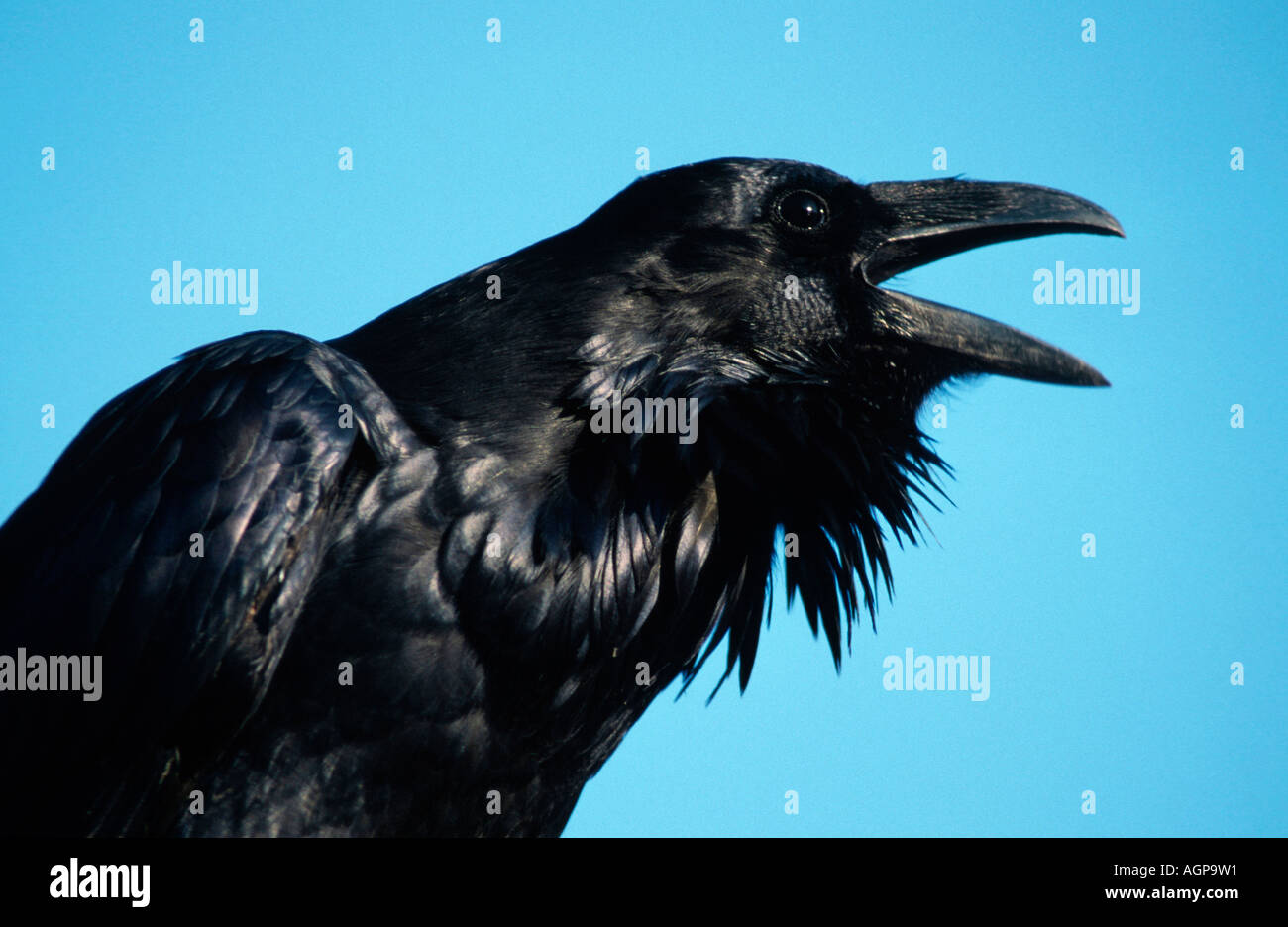 Raven communication hi-res stock photography and images - Alamy