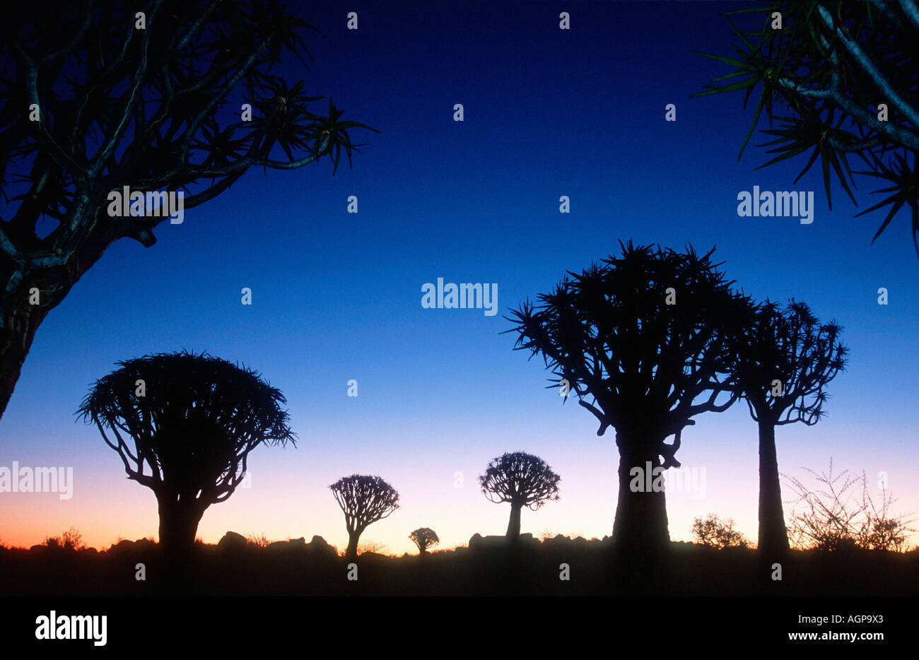 Quiver tree silhouette on hi-res stock photography and images - Alamy